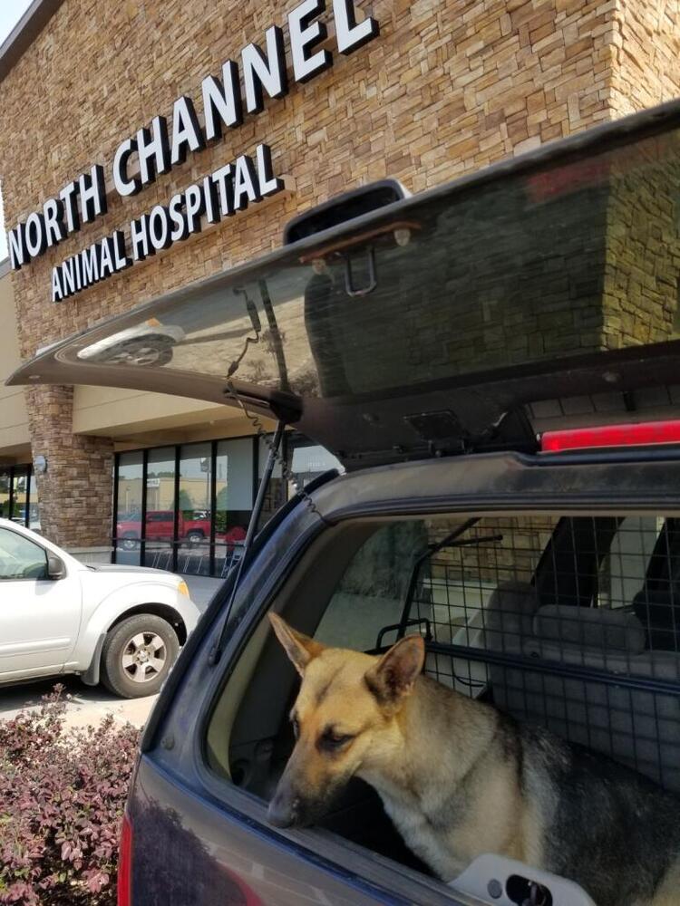 Heidi – Greater Houston German Shepherd Dog Rescue