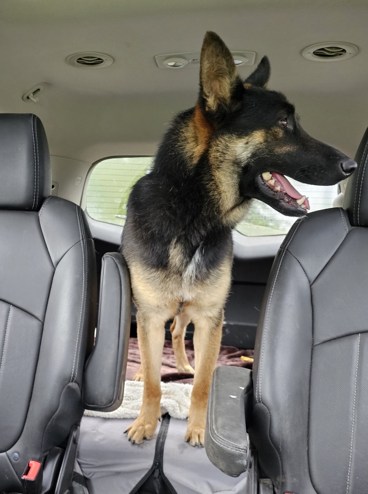 Ashton – Greater Houston German Shepherd Dog Rescue
