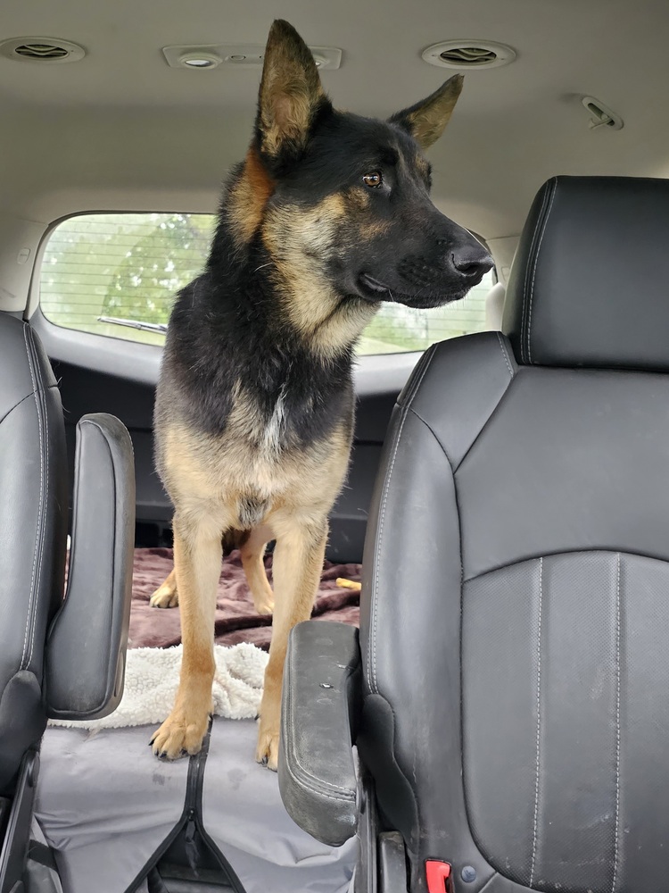 Ashton – Greater Houston German Shepherd Dog Rescue