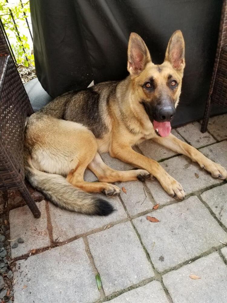 Heidi – Greater Houston German Shepherd Dog Rescue