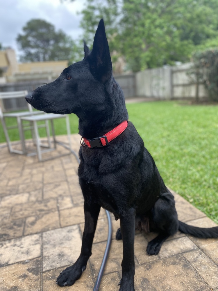 Lilly – Greater Houston German Shepherd Dog Rescue