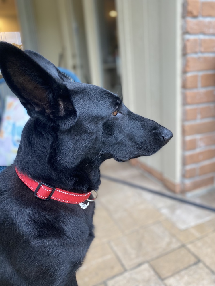 Lilly – Greater Houston German Shepherd Dog Rescue