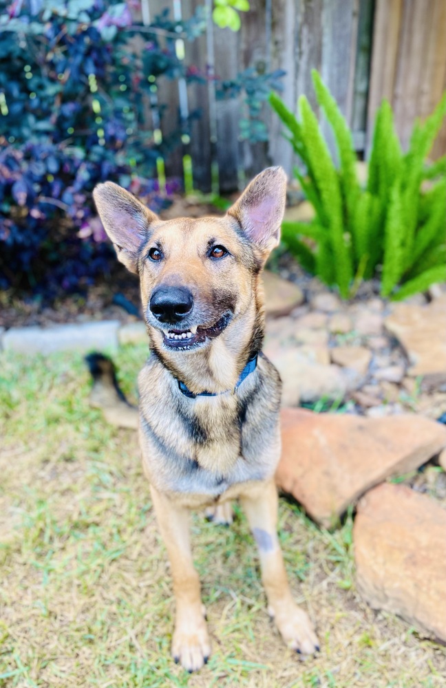 Juergen – Greater Houston German Shepherd Dog Rescue