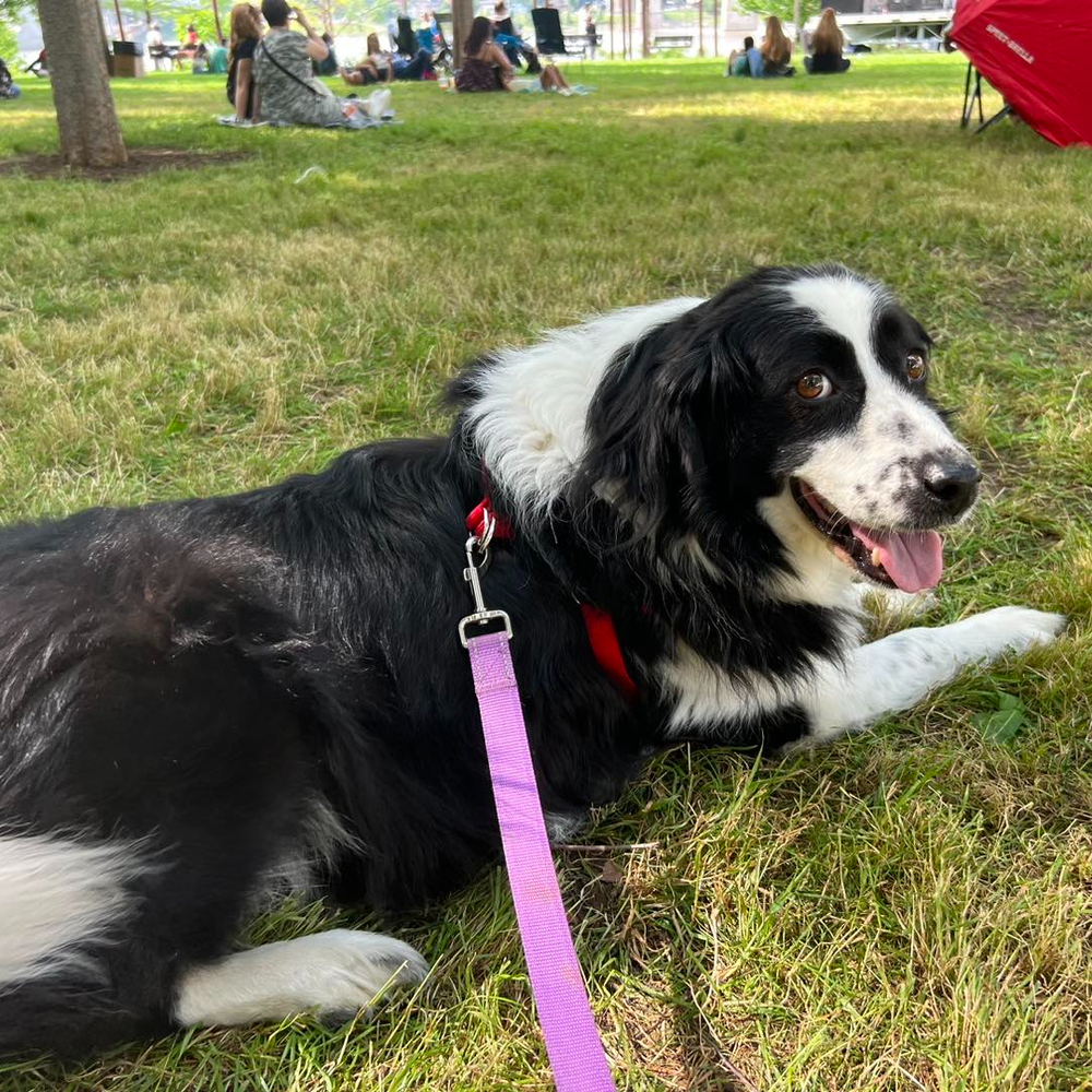 Adopt – GRRAND - Golden Retriever Rescue