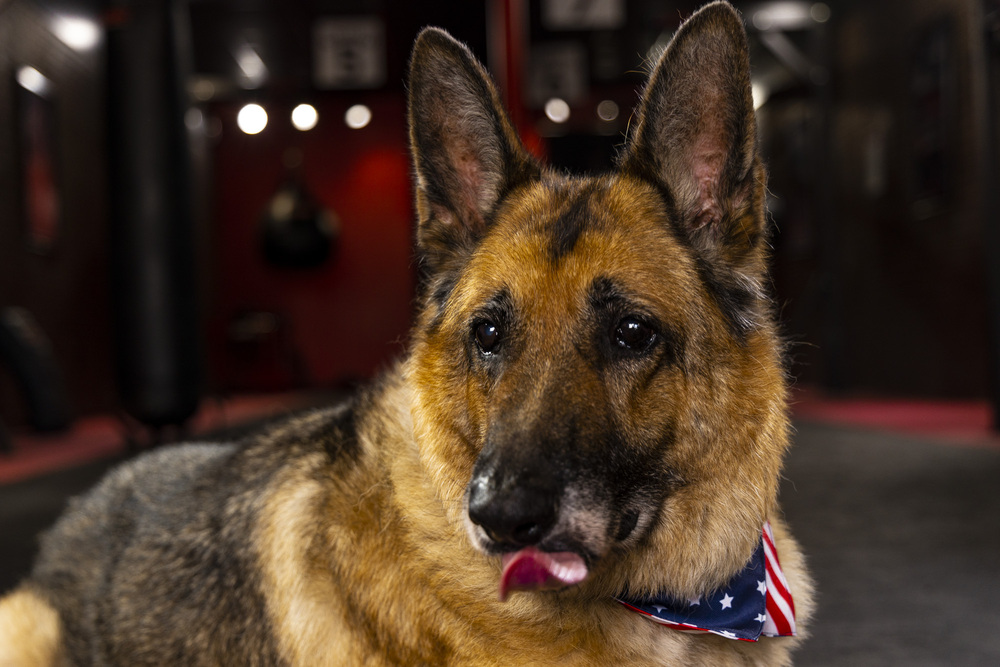 Viktor – Greater Houston German Shepherd Dog Rescue