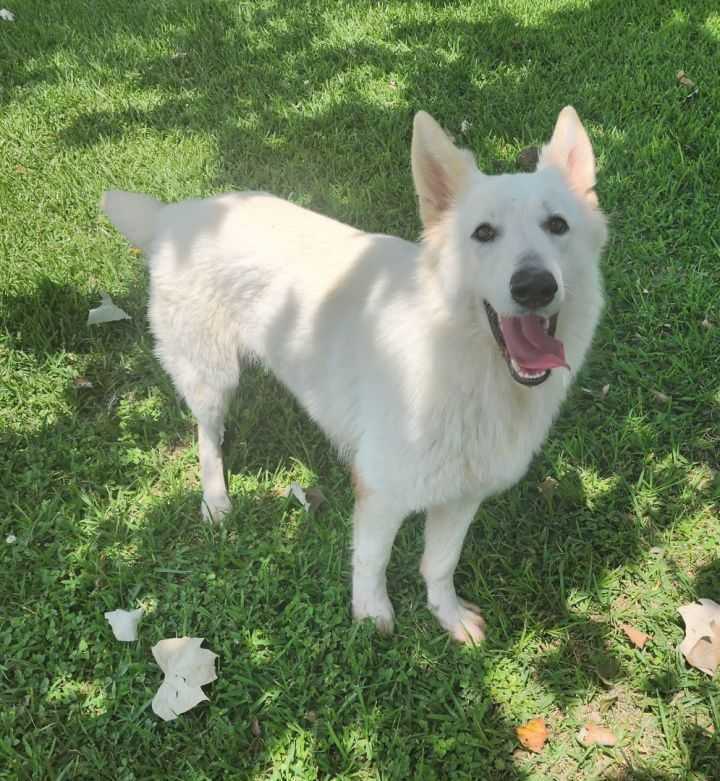 Happy Tails – Greater Houston German Shepherd Dog Rescue