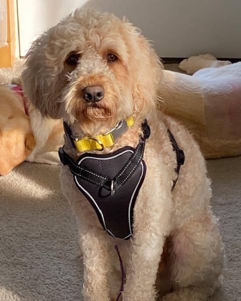 Home – GRRAND - Golden Retriever Rescue