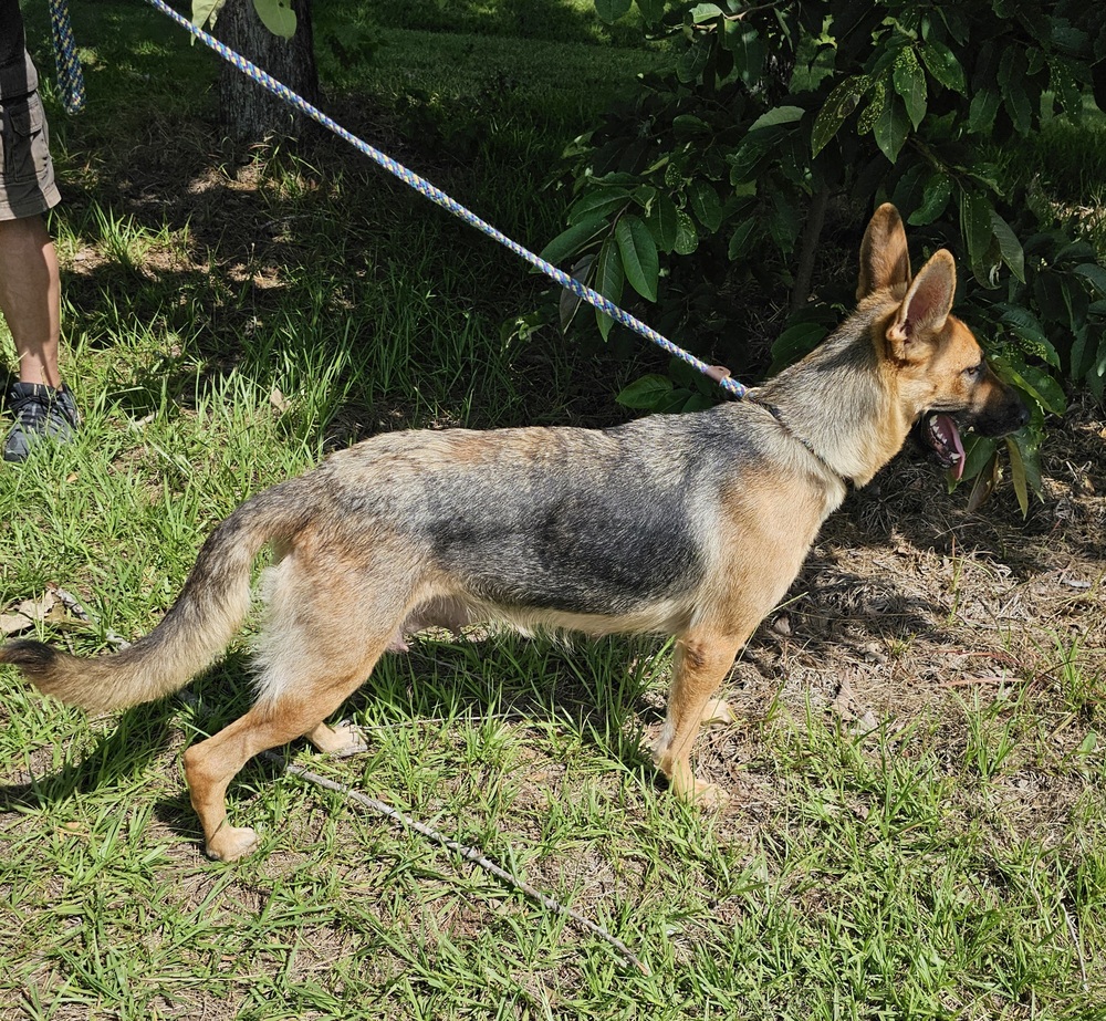 Ruby – Greater Houston German Shepherd Dog Rescue