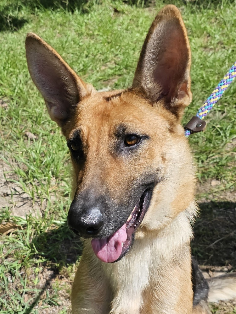 Ruby – Greater Houston German Shepherd Dog Rescue