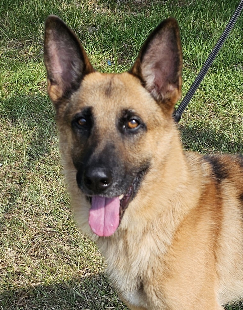Available – Greater Houston German Shepherd Dog Rescue