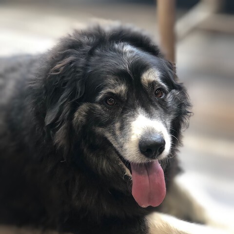 Do Amish Breed Good Dogs