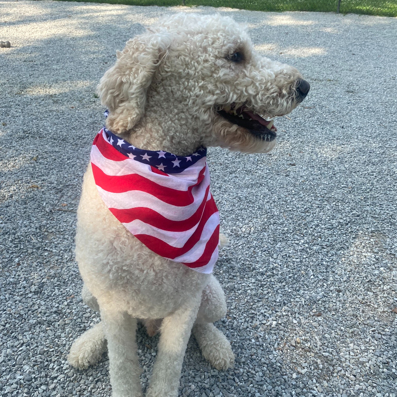 Adopt – GRRAND - Golden Retriever Rescue