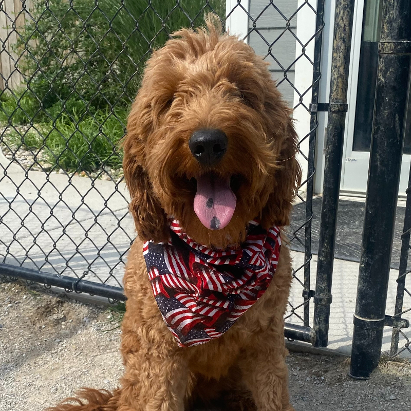 Home – GRRAND - Golden Retriever Rescue