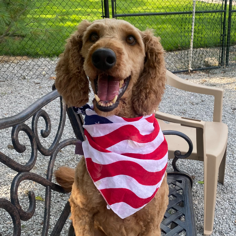 GRRAND - Golden Retriever Rescue - Golden Retrieve Rescue And Adoption ...