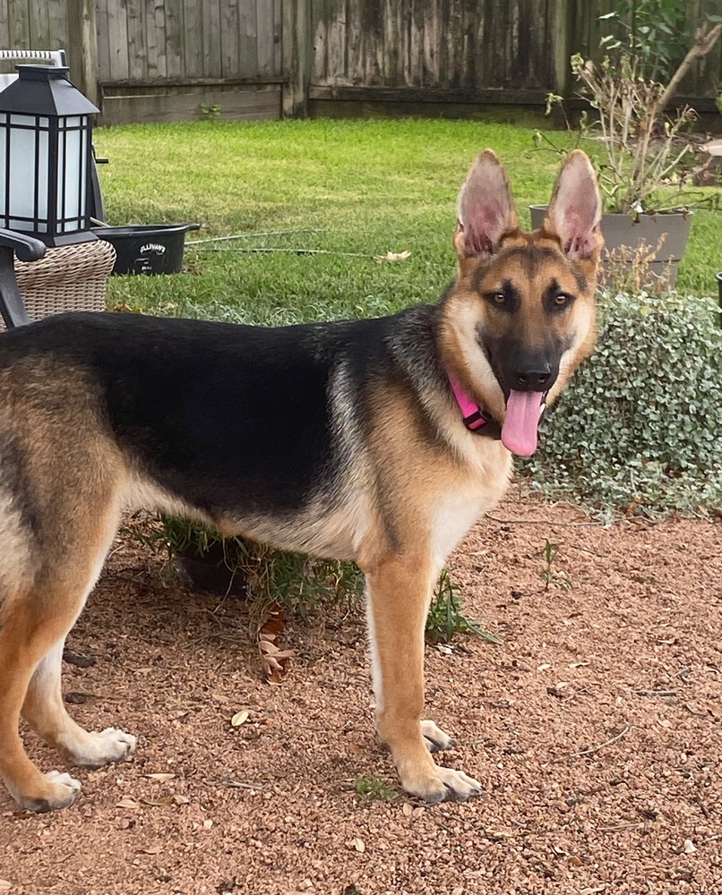 Available – Greater Houston German Shepherd Dog Rescue