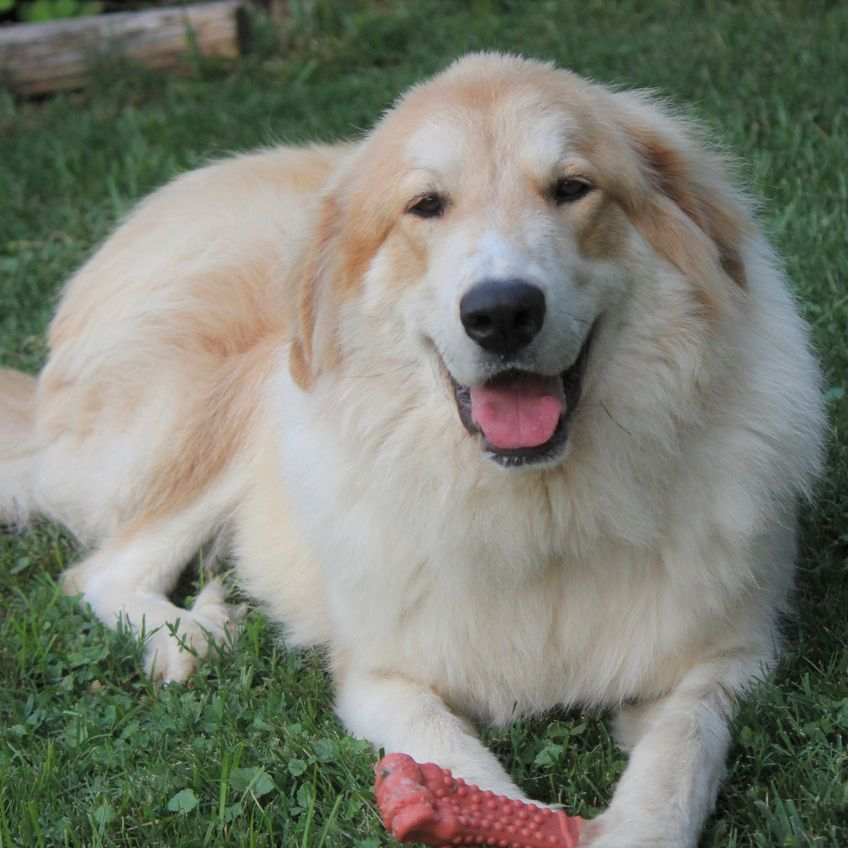 Home – GRRAND - Golden Retriever Rescue