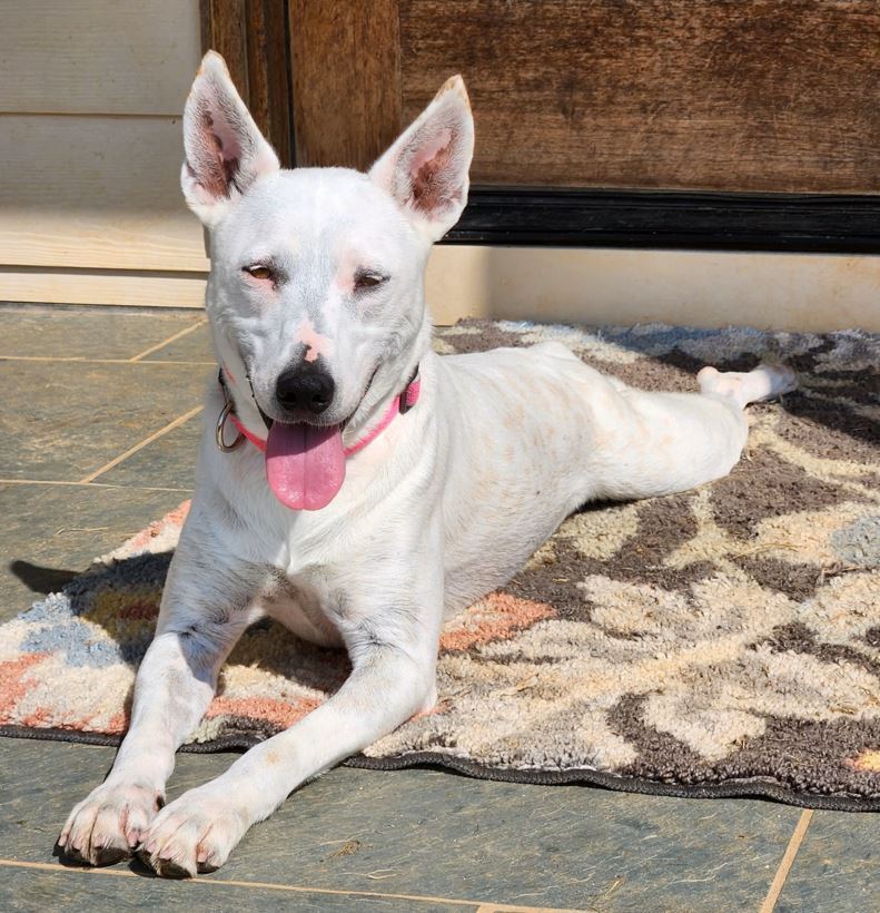 White Australian Cattle Dog Lab Mix