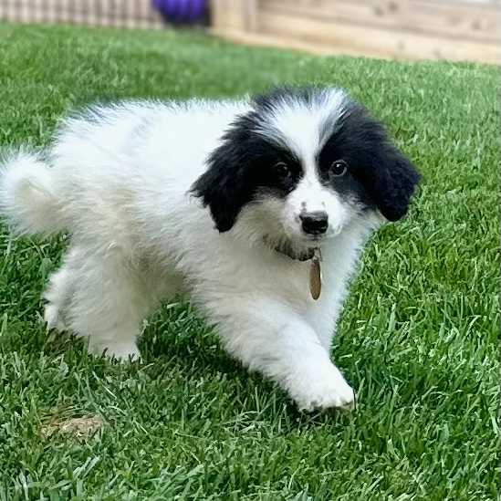 Adopt – GRRAND - Golden Retriever Rescue