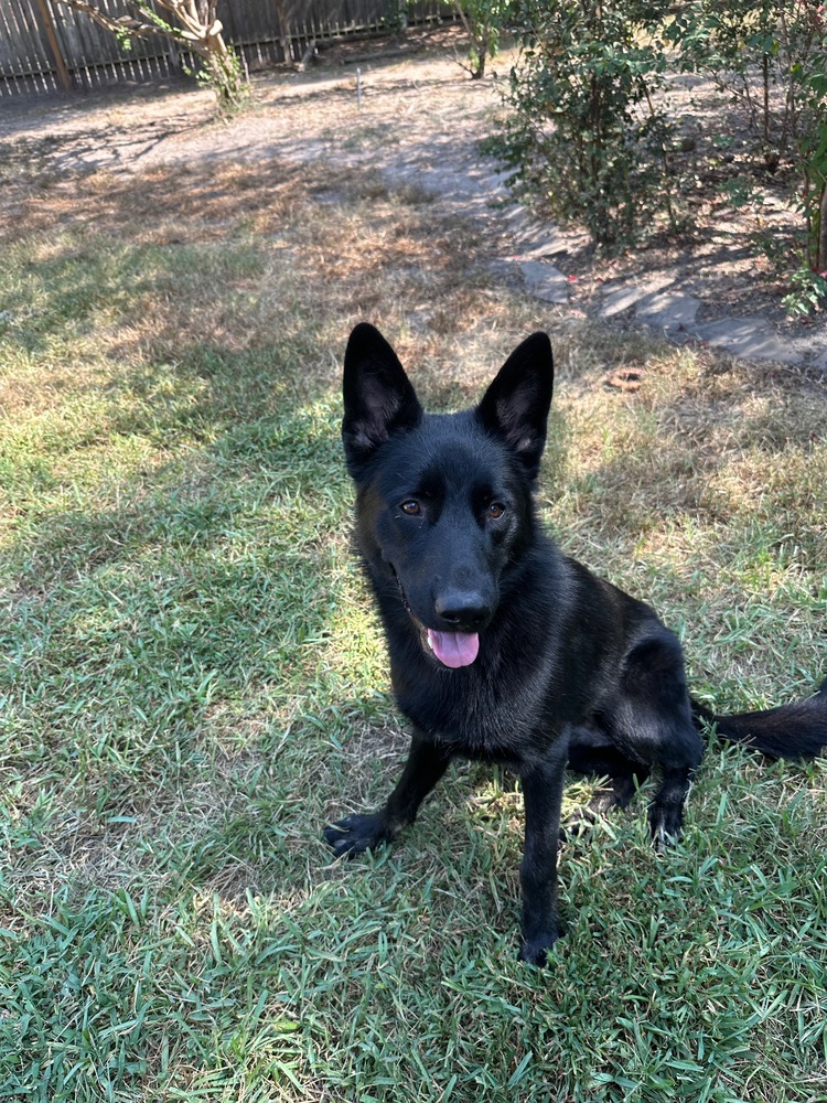Happy Tails – Greater Houston German Shepherd Dog Rescue