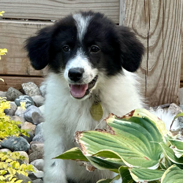 Home – GRRAND - Golden Retriever Rescue