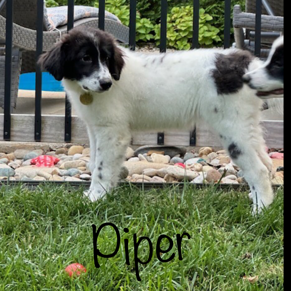 Home - GRRAND - Golden Retriever Rescue