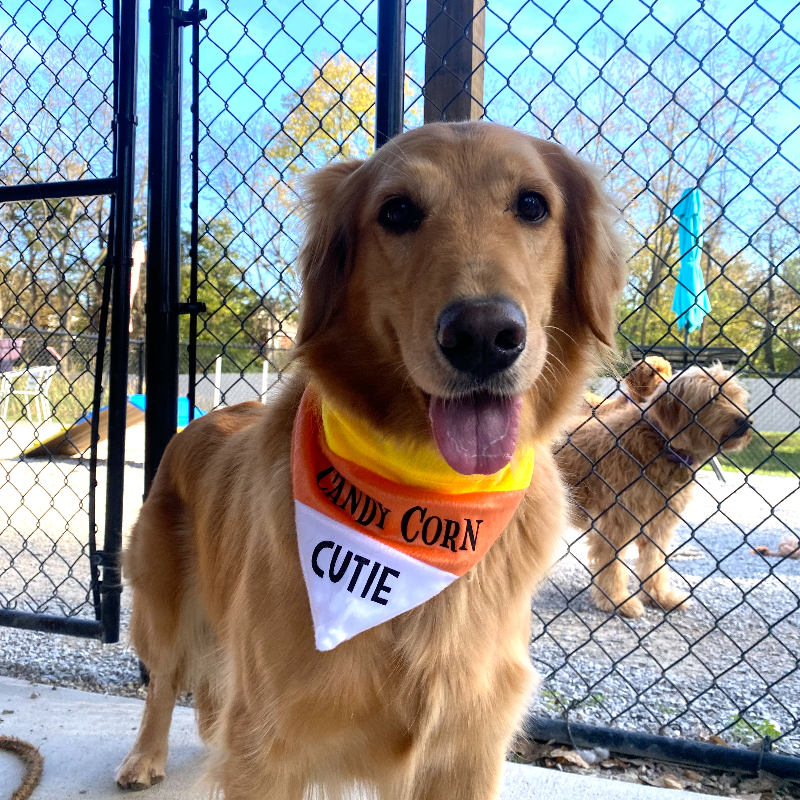 Adopt - GRRAND - Golden Retriever Rescue