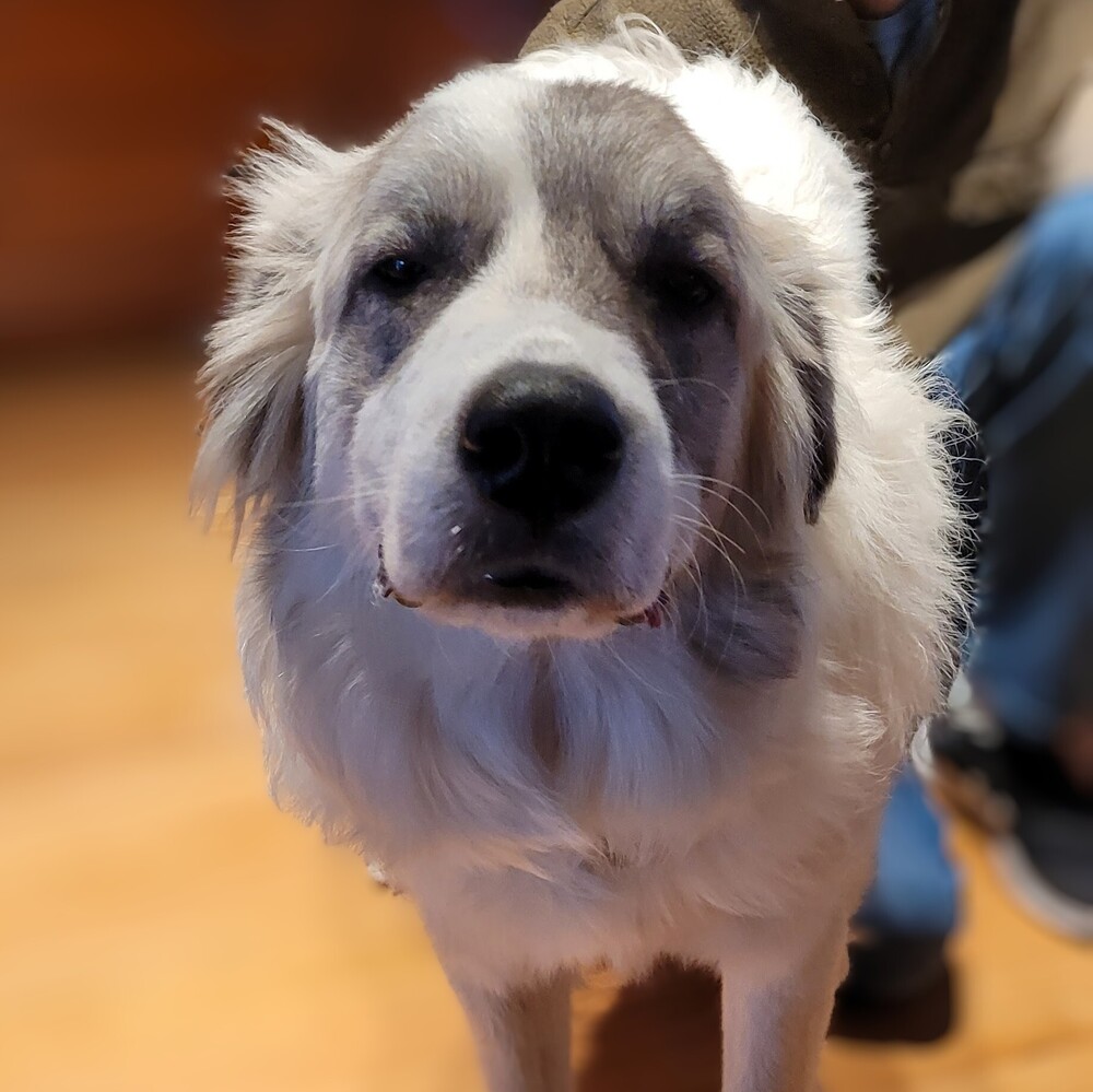 Adopt – GRRAND - Golden Retriever Rescue