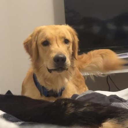 Adopt - GRRAND - Golden Retriever Rescue