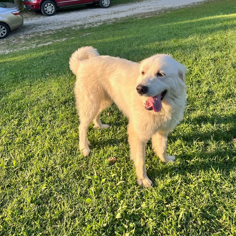 Adopt - GRRAND - Golden Retriever Rescue