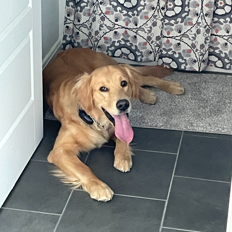 Adopt - GRRAND - Golden Retriever Rescue