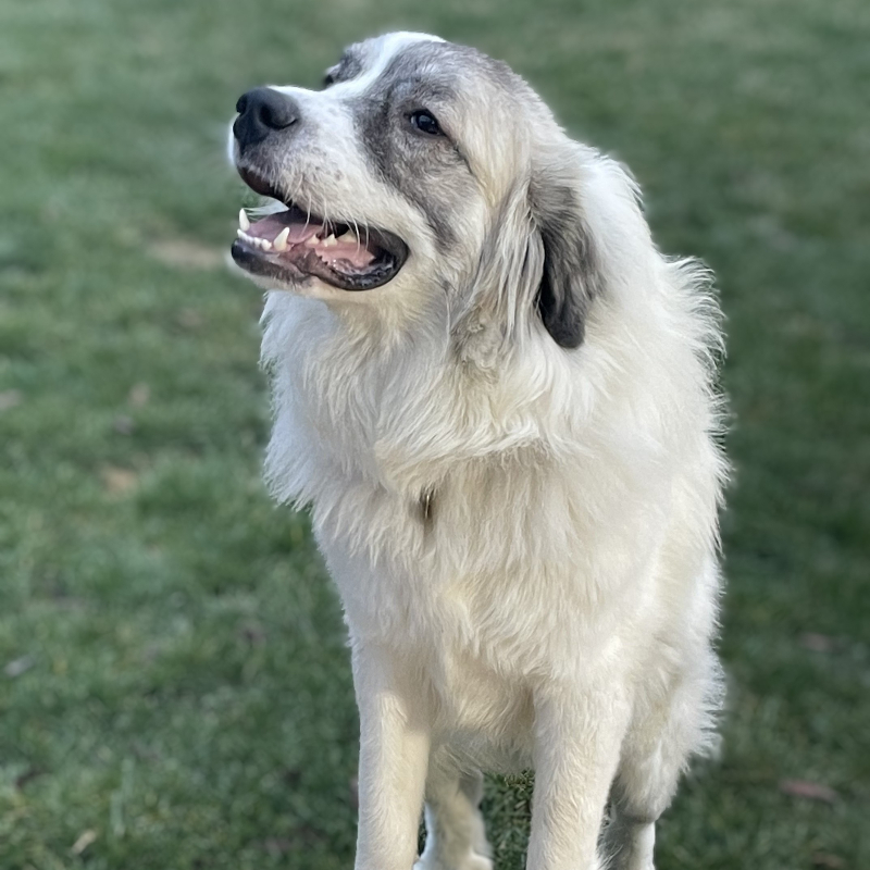 Adopt - GRRAND - Golden Retriever Rescue