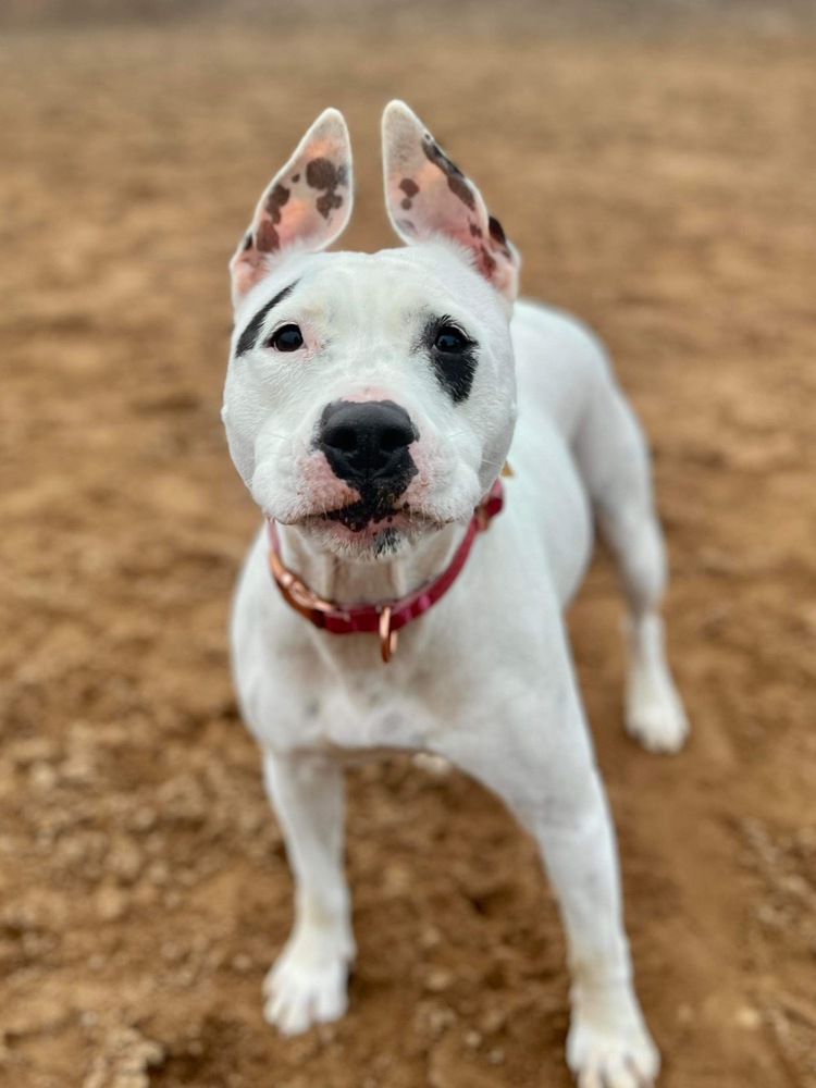 Furry Friday: Betty Boop and Bianca - Lowell's First Look