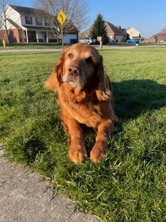 Find Your Forever Friend | Grrace