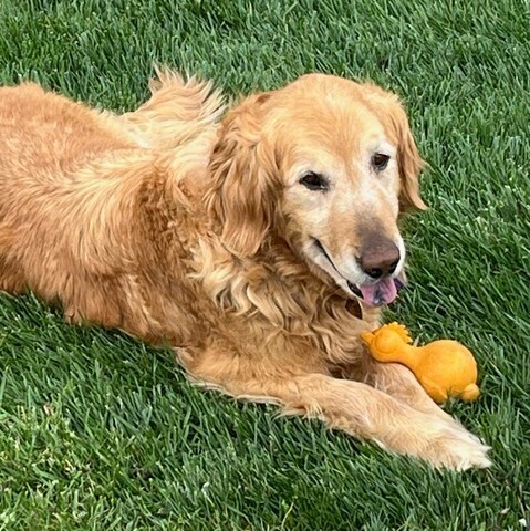 Home - GRRAND - Golden Retriever Rescue