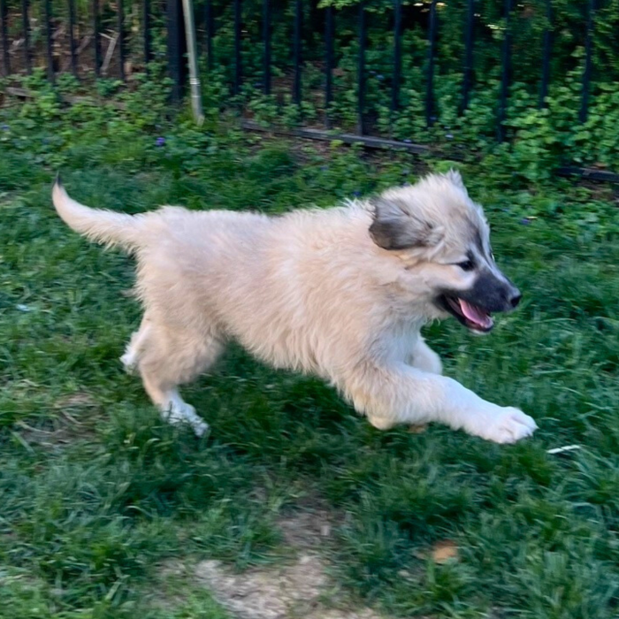 GRRAND - Golden Retriever Rescue - Golden Retrieve Rescue And Adoption ...