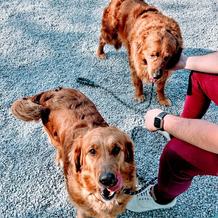 Adopt - GRRAND - Golden Retriever Rescue