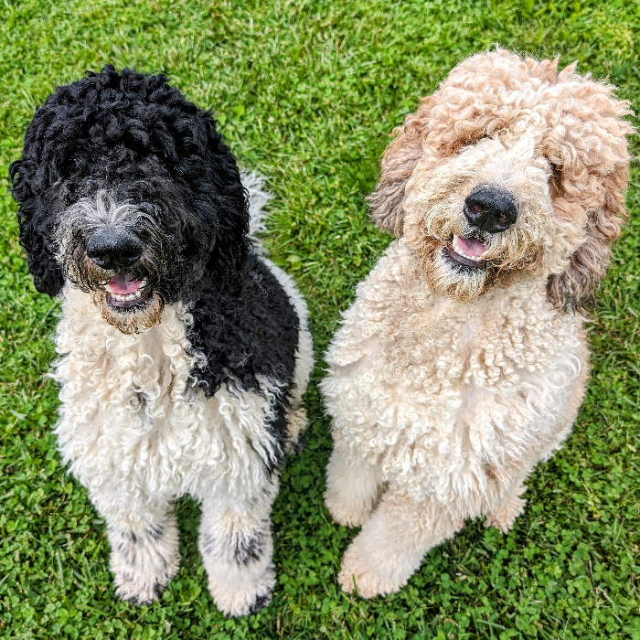 Adopt - GRRAND - Golden Retriever Rescue