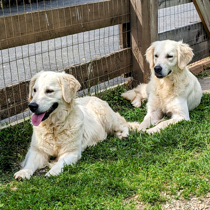 grrand-golden-retriever-rescue-golden-retrieve-rescue-and-adoption