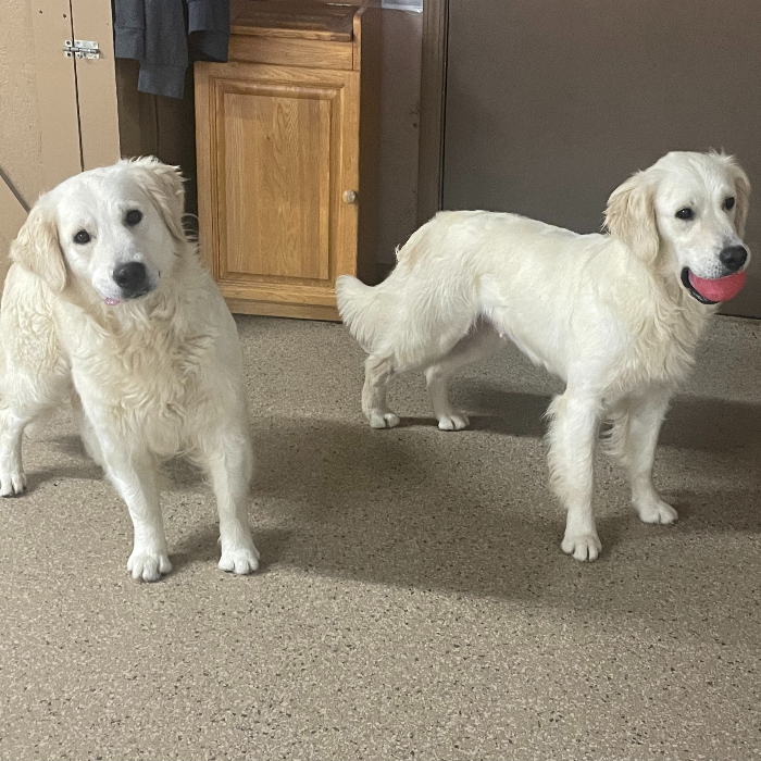 Home - GRRAND - Golden Retriever Rescue