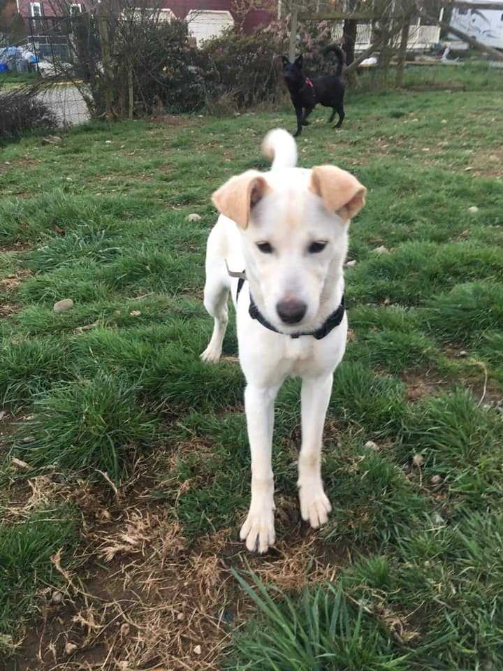 Formosan Mountain Dog Lab Mix