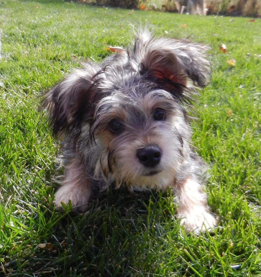 Are Sporting Lucas Terrier Hypoallergenic